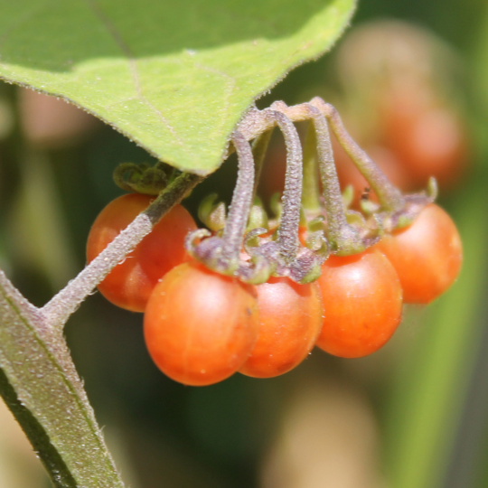 Otricoli orange Berry (Solanum nigrum) | Terre promise